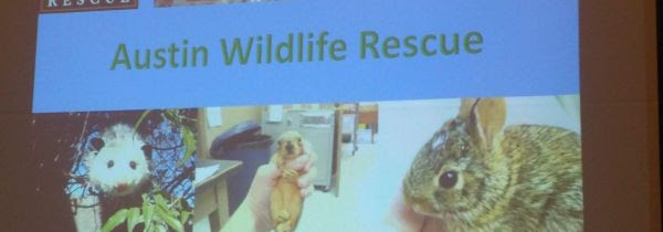 Chapter Meeting Recap: Austin Wildlife Rescue – Capital Area Master ...